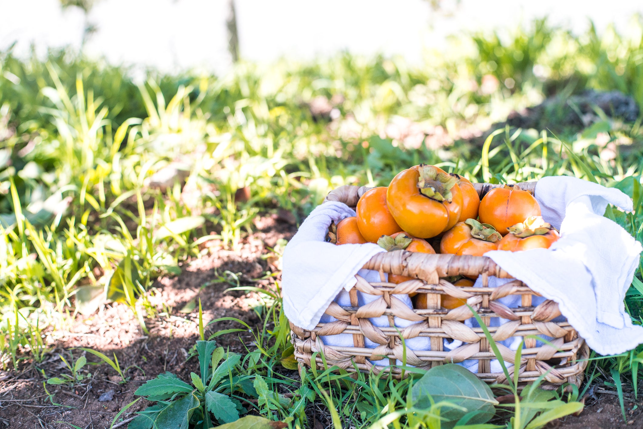 Why Organic Is Best – Dickinson Family Farms