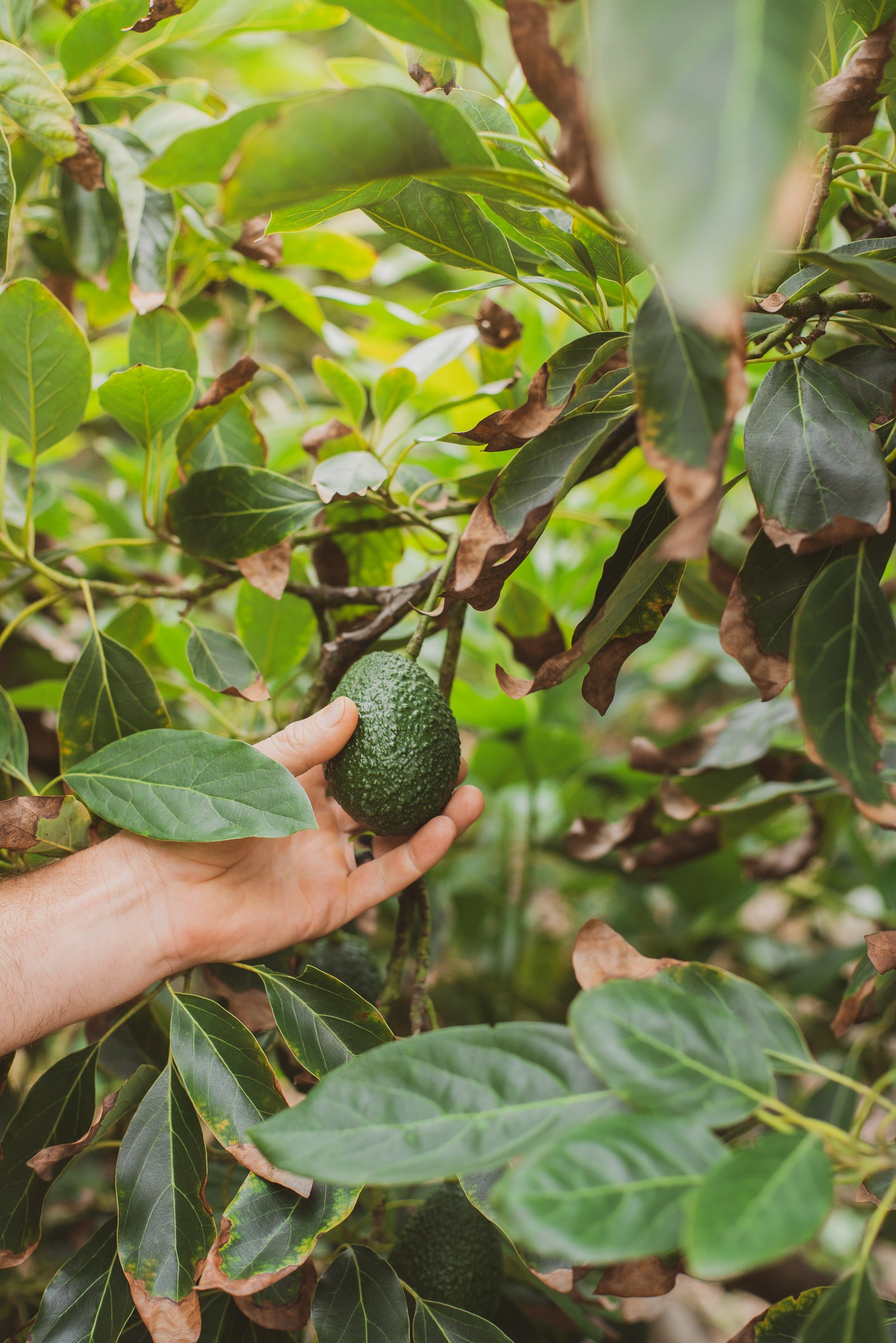 Organic Citrus & Avocado Box – Dickinson Family Farms