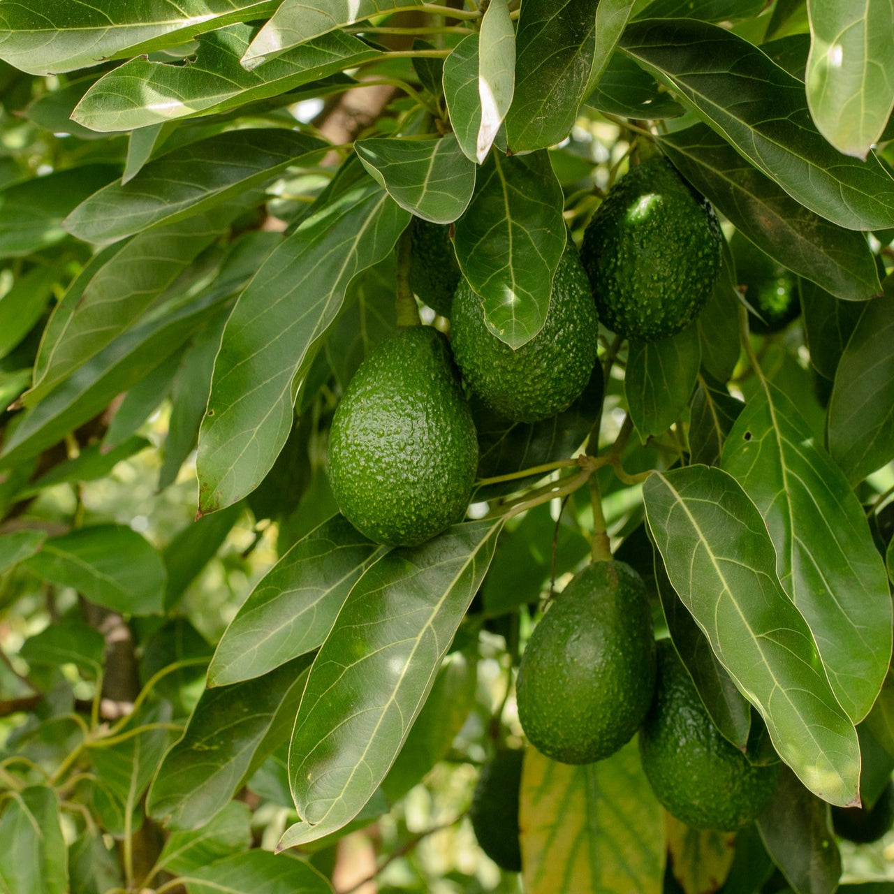 Organic Avocado Box – Dickinson Family Farms